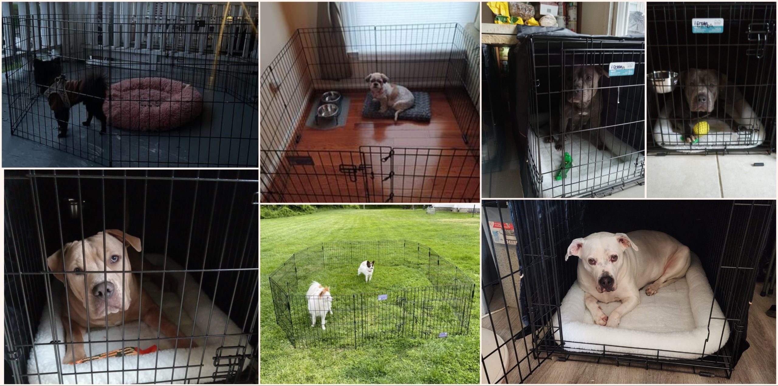 3-in-1: Took care of Pets, Pet-Owners, and Environment | Charity Crossing